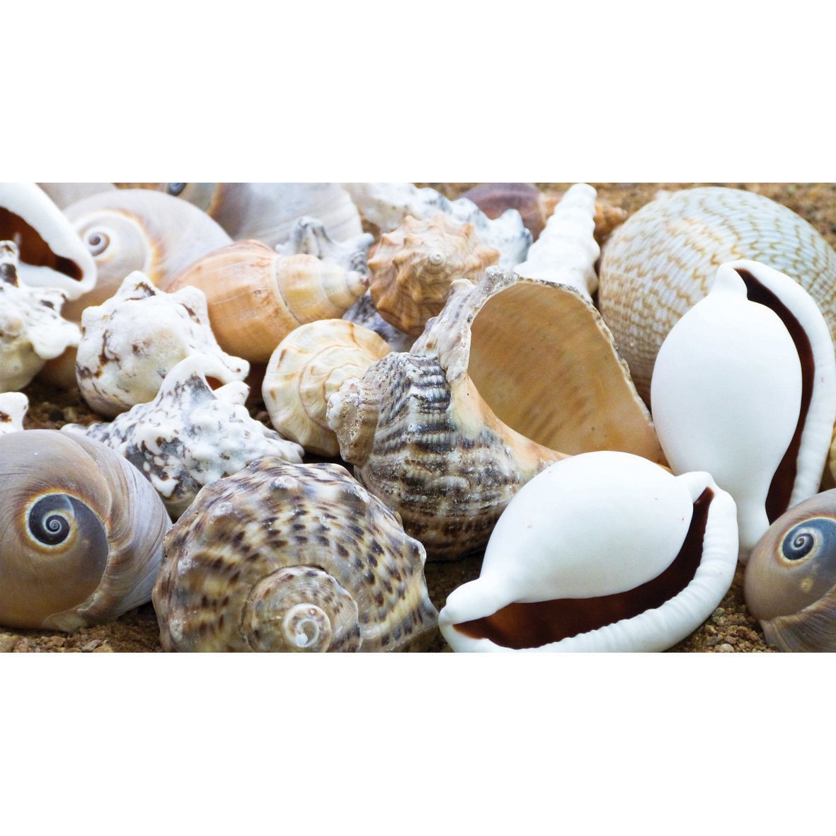 Large Shells 500g